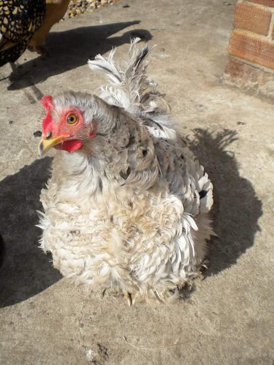 Ex-Battery Hen For Sale | Chickens | Breed Information | Omlet