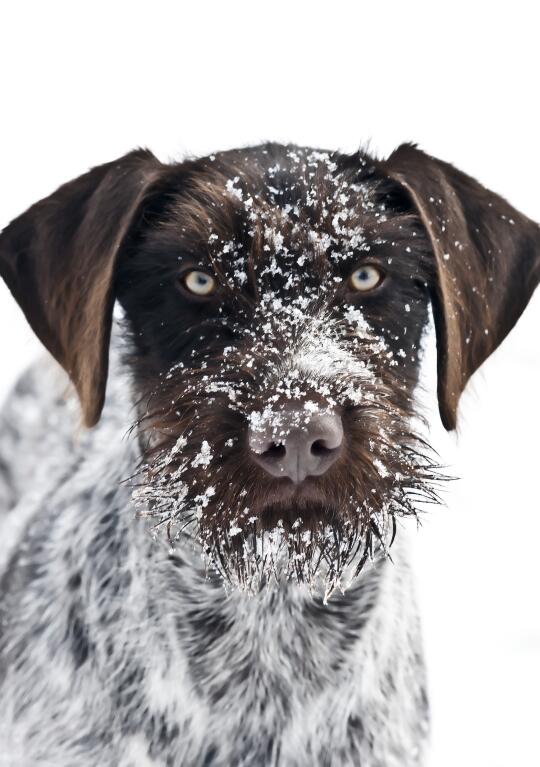 German Wirehaired Pointer Dogs
