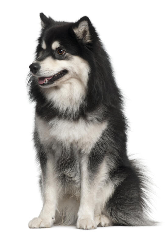 Finnish Lapphund Dogs