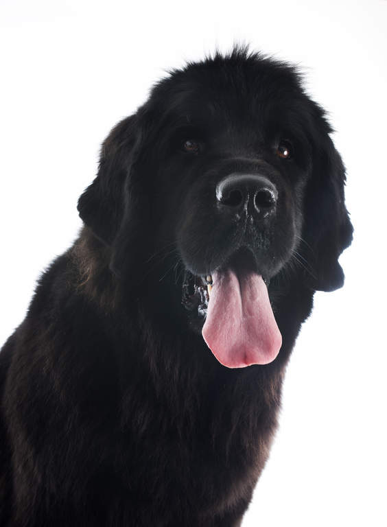 Newfoundland | Dogs | Breed Information | Omlet