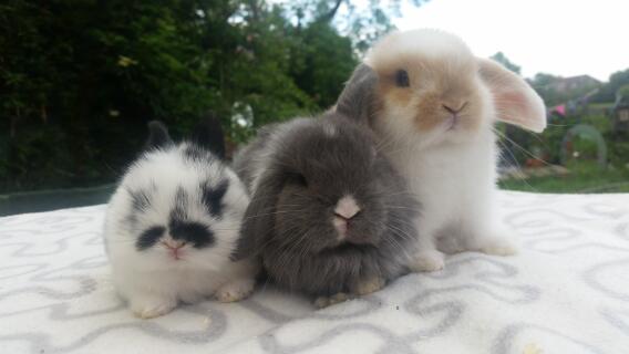 Mini Lop For Sale | Rabbits | Breed Information | Omlet