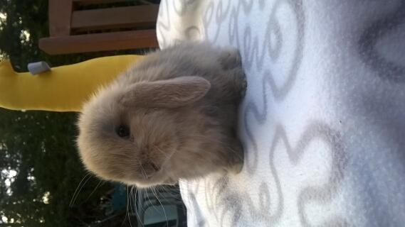 Mini Lop For Sale | Rabbits | Breed Information | Omlet