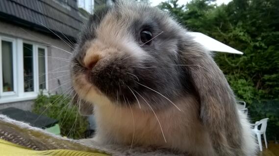 Mini Lop For Sale | Rabbits | Breed Information | Omlet