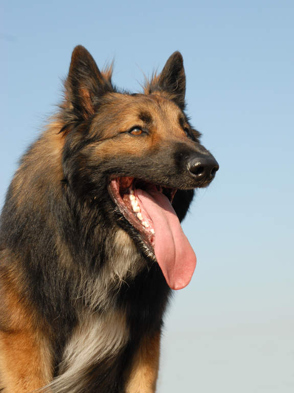 Belgian Shepherd Dog (Tervuren) | Dogs | Breed Information | Omlet