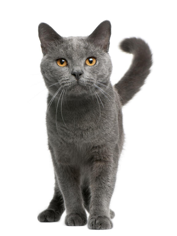 Chartreux | Cats | Breed Information | Omlet