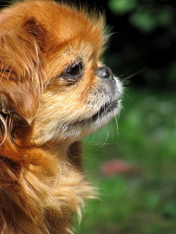Pekingese | Dogs | Breed Information | Omlet