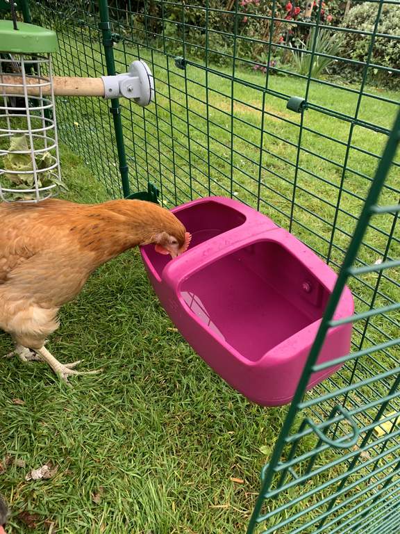 New Eglu Cube Drinker - Purple | Feeders & Drinkers For Chickens