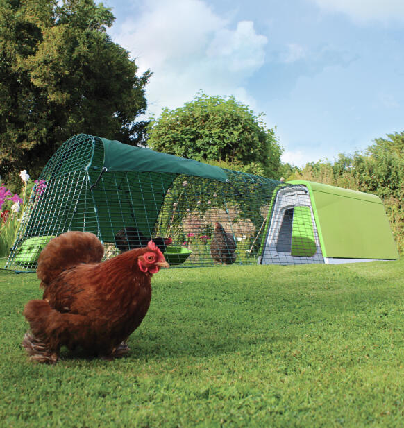 Eglu Go Chicken Coop | Plastic Chicken House for 2-4 Birds | Omlet