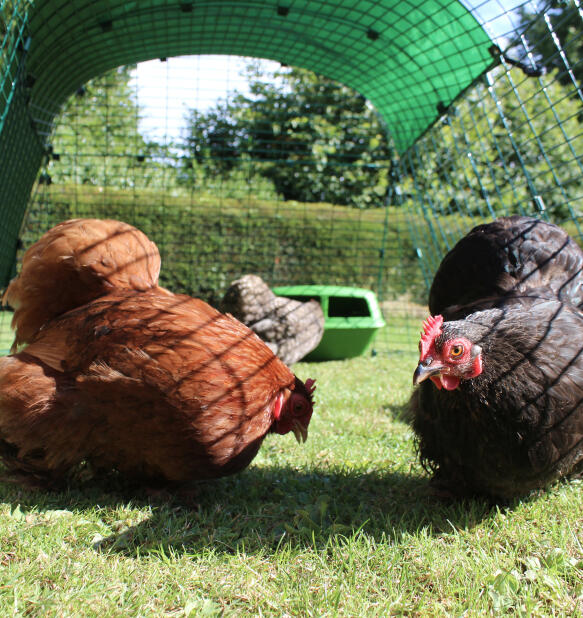 Eglu Go - Chicken Coop for 3 Large Hens | Omlet