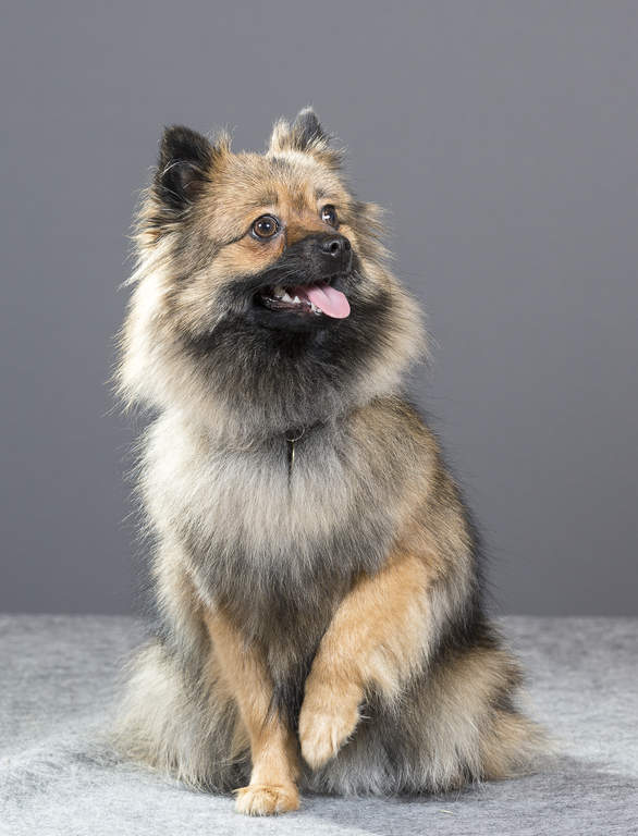 German Spitz (Klein) | Dogs | Breed Information | Omlet