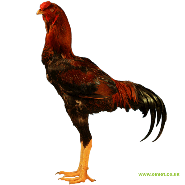 Malay Chickens | Malay For Sale