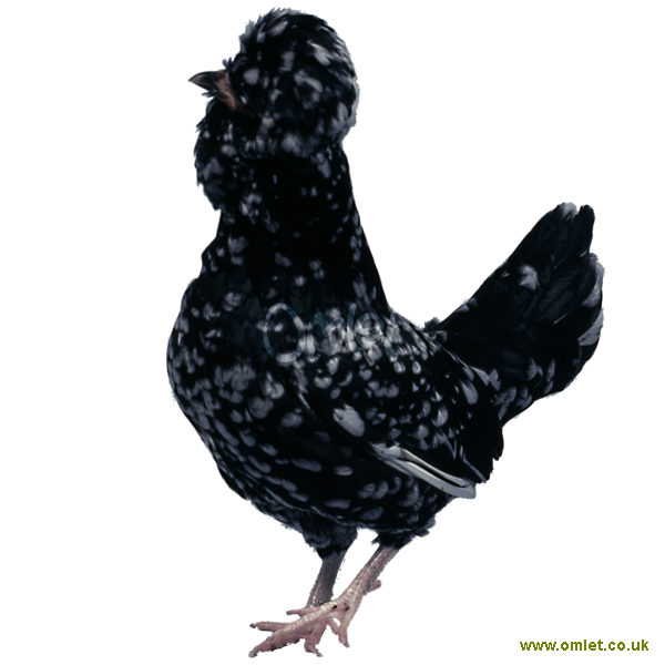 Houdan Chickens | Houdan For Sale