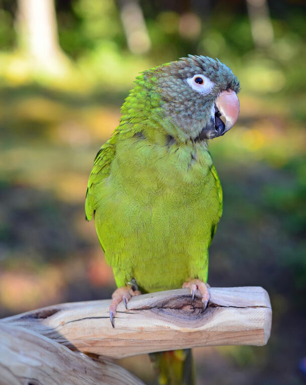 Blue Crowned Parakeet | Parrots | Breed Information | Omlet