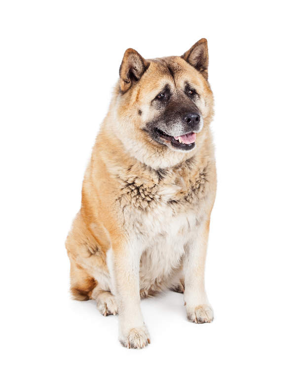 Akita Dogs
