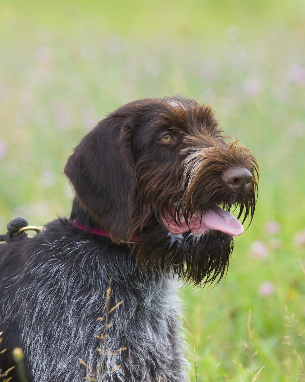 German Wirehaired Pointer Dogs