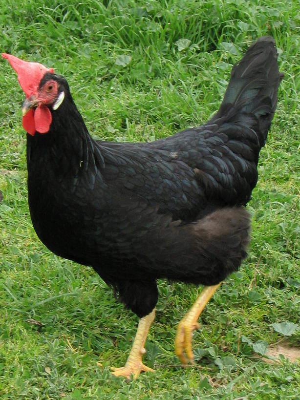 Leghorn For Sale | Chickens | Breed Information | Omlet