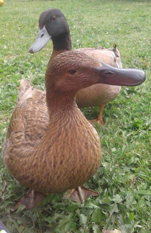 Campbells For Sale | Ducks | Breed Information | Omlet