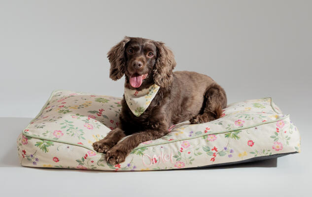 Cushion Dog Bed | Omlet
