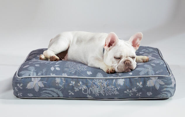 Cushion Dog Bed | Omlet