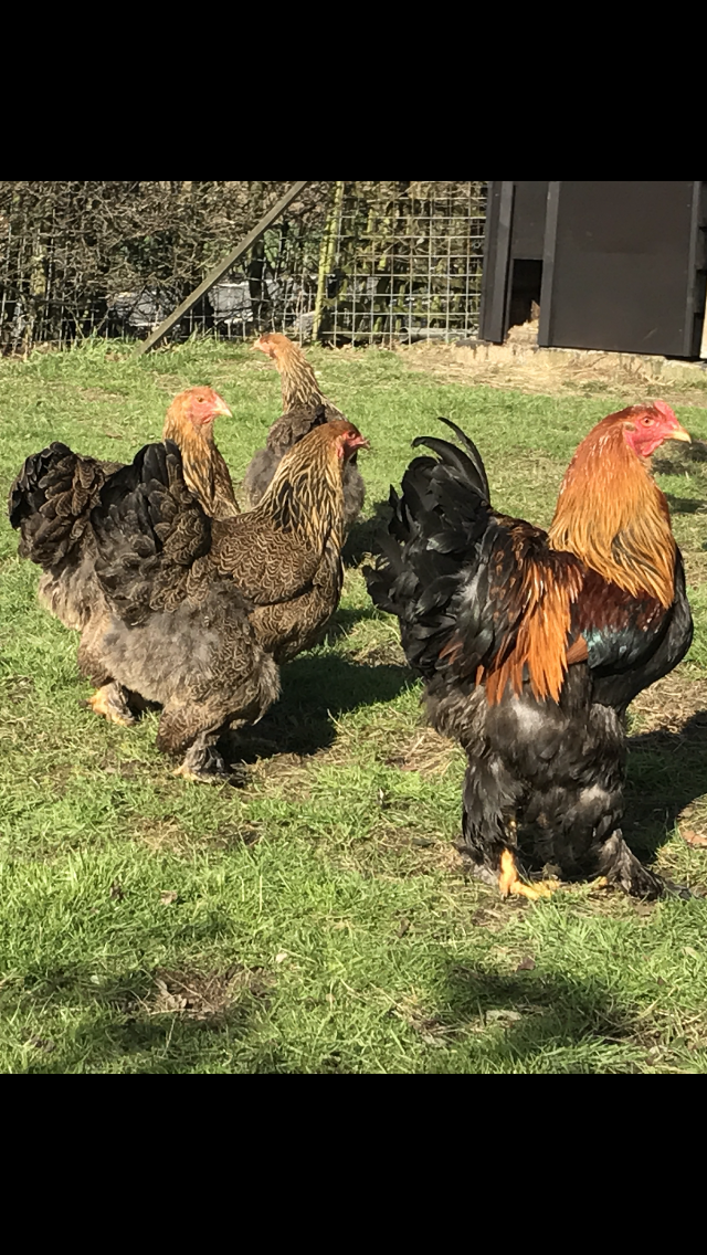 Brahma For Sale | Chickens | Breed Information | Omlet