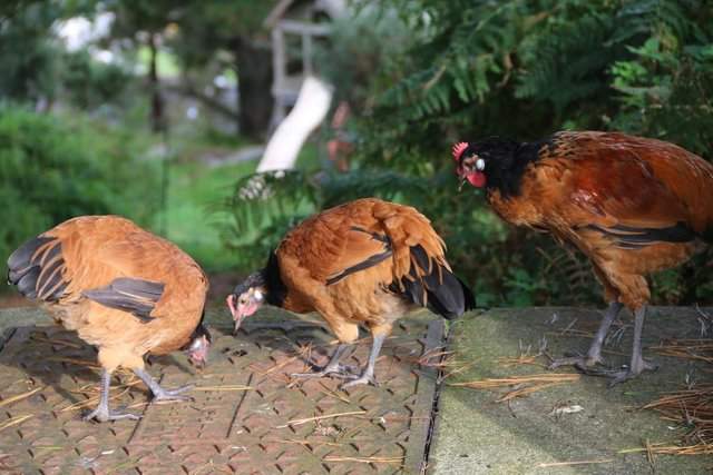 Vorwerk For Sale | Chickens | Breed Information | Omlet