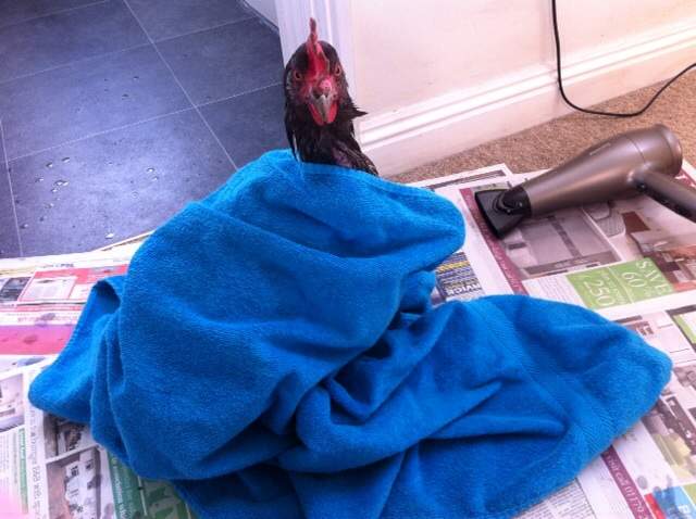 How to Wash and Dry Your Chicken | Chicken Care | Chickens | Guide