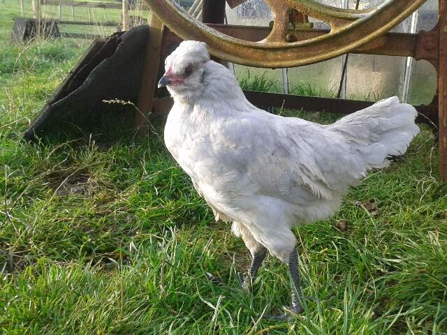 Araucana For Sale | Chickens | Breed Information | Omlet
