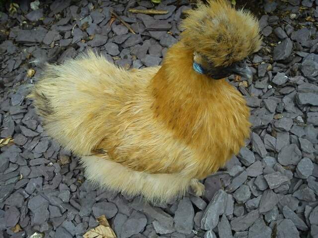 Silkie For Sale | Chickens | Breed Information | Omlet