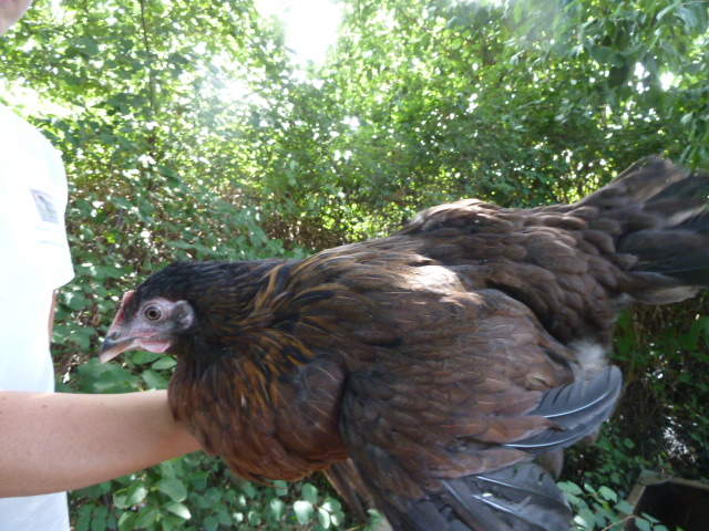 Dorking For Sale | Chickens | Breed Information | Omlet