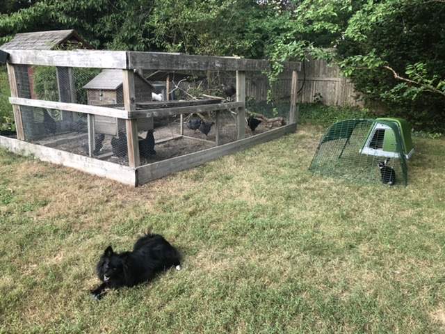 Eglu Go Rabbit Hutch | Plastic House and Run for Rabbits | Rabbit ...