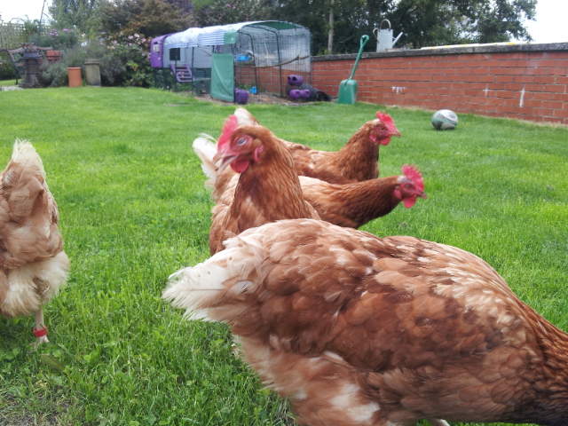 Ex-Battery Hen For Sale | Chickens | Breed Information | Omlet