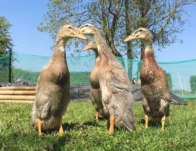 Indian Runners | Ducks | Breed Information | Omlet