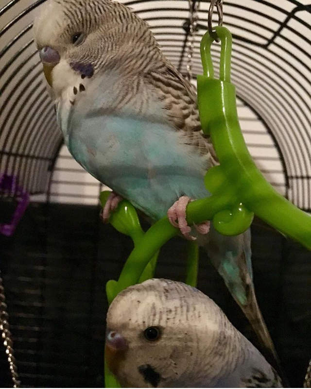 Introduction To Budgies | Budgies | Guide | Omlet UK