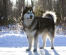 Alaskan Malamute Dogs | Dog Breeds