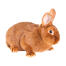 New Zealand Red Rabbits | New Zealand Red For Sale | Rabbit Breeds