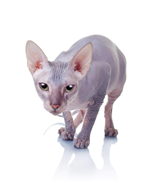 Donskoy - Don Sphynx Cat