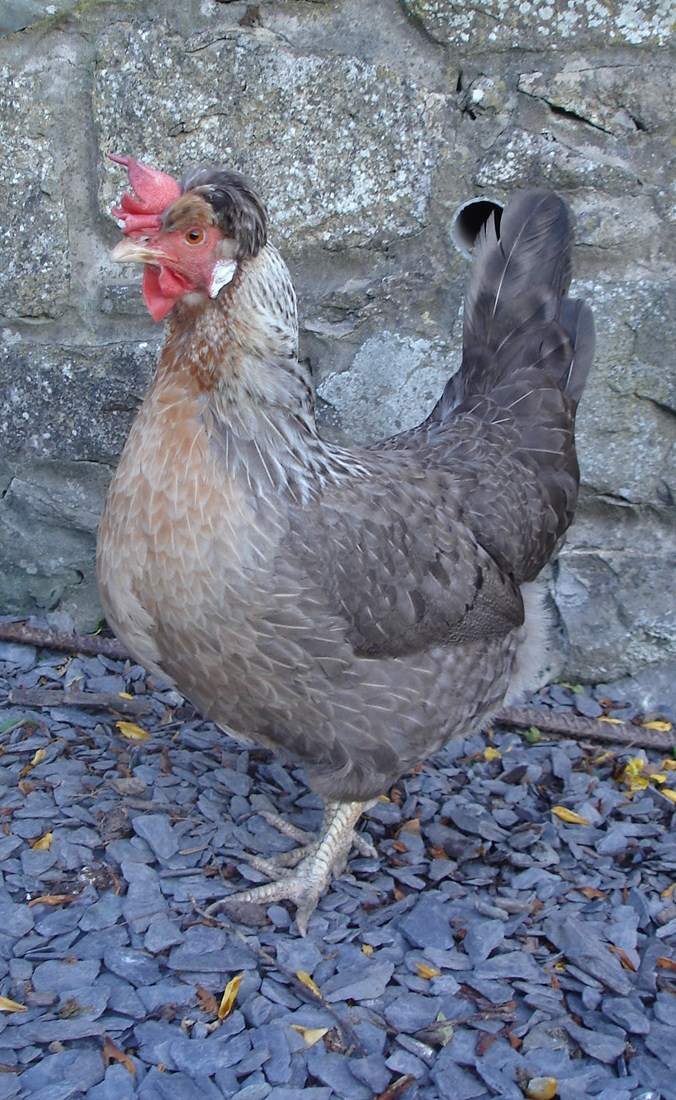 Cream Legbar For Sale | Chickens | Breed Information | Omlet