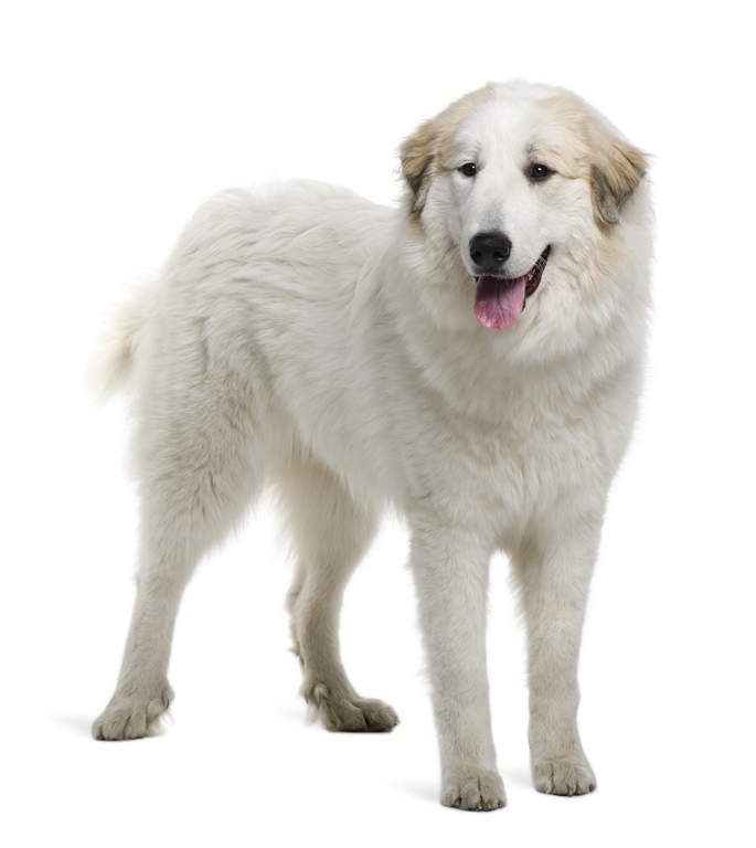 Pyrenean Mountain Dog