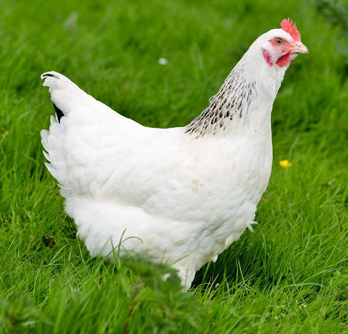 Sussex For Sale | Chickens | Breed Information | Omlet