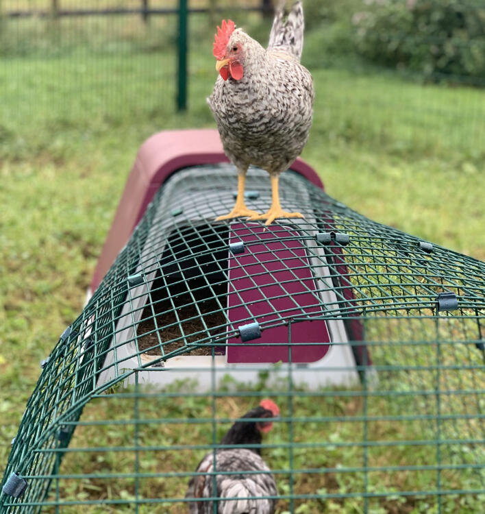 Eglu Go Chicken Coop | Plastic Chicken House for 2-4 Birds | Omlet