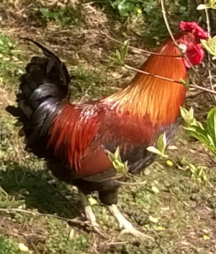 Marsh Daisy For Sale | Chickens | Breed Information | Omlet