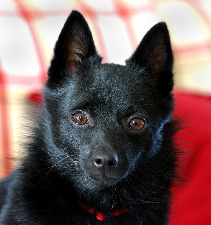 Schipperke Dogs