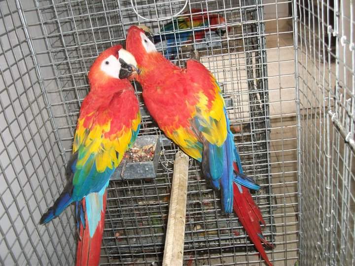 Scarlet Macaw For Sale | Parrots | Breed Information | Omlet