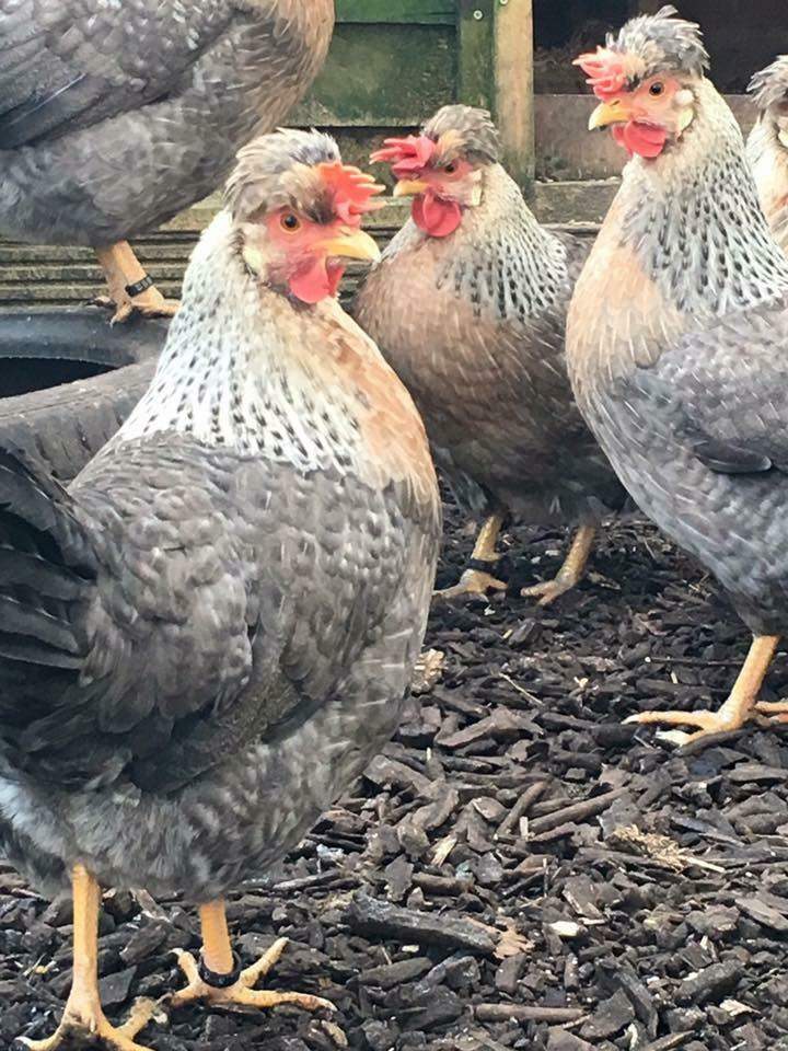 Cream Legbar For Sale | Chickens | Breed Information | Omlet
