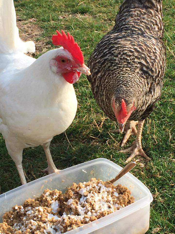 Leghorn For Sale | Chickens | Breed Information | Omlet