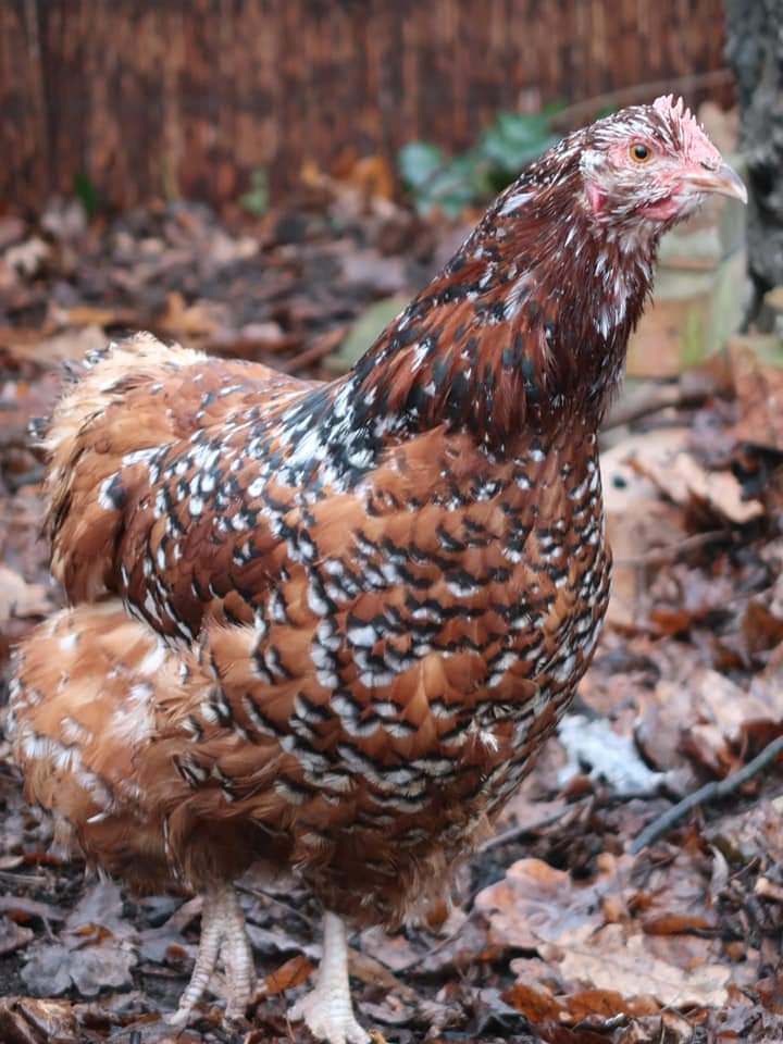 Orpington For Sale | Chickens | Breed Information | Omlet