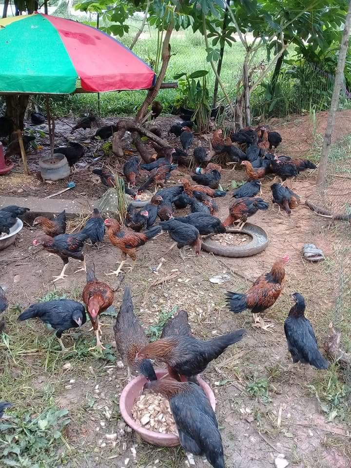 Serama Chickens | Serama For Sale