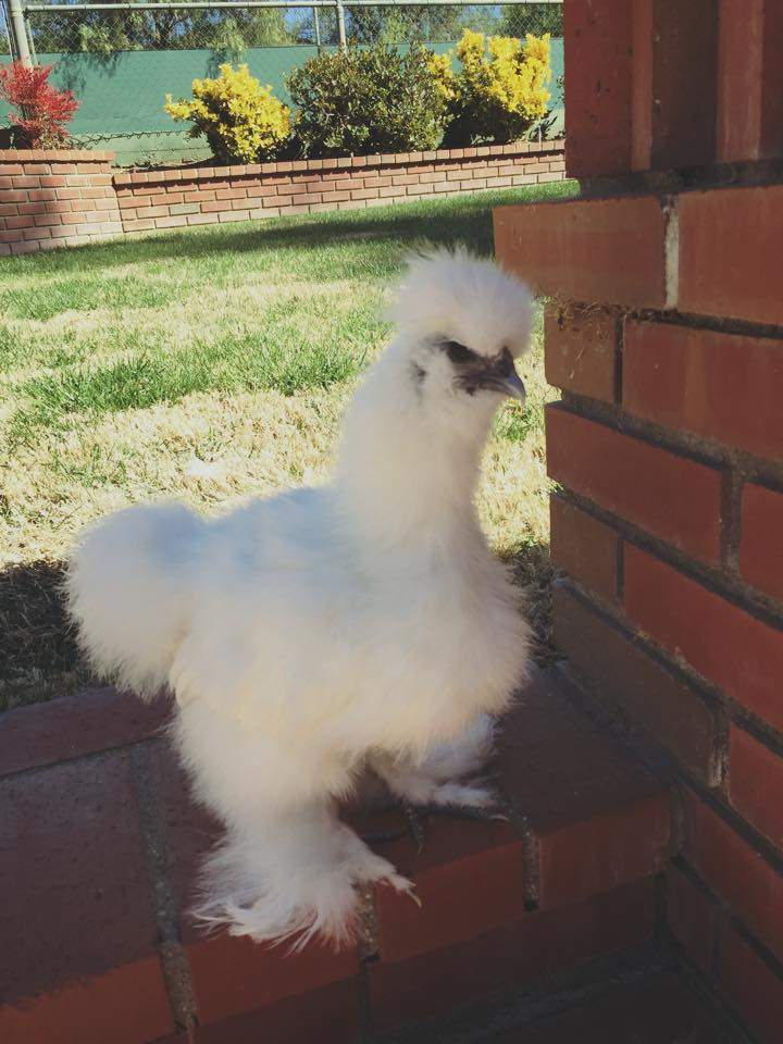 Silkie For Sale | Chickens | Breed Information | Omlet
