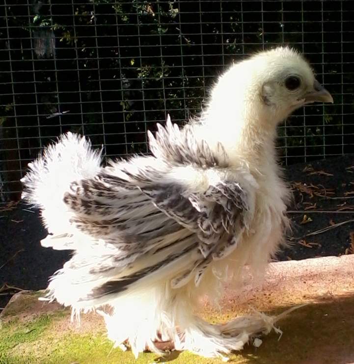 Frizzle Chickens | Frizzle For Sale
