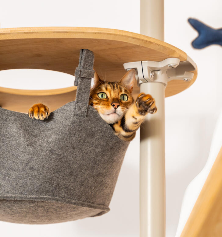 Omlet | Remarkable pet products designed to bring you closer